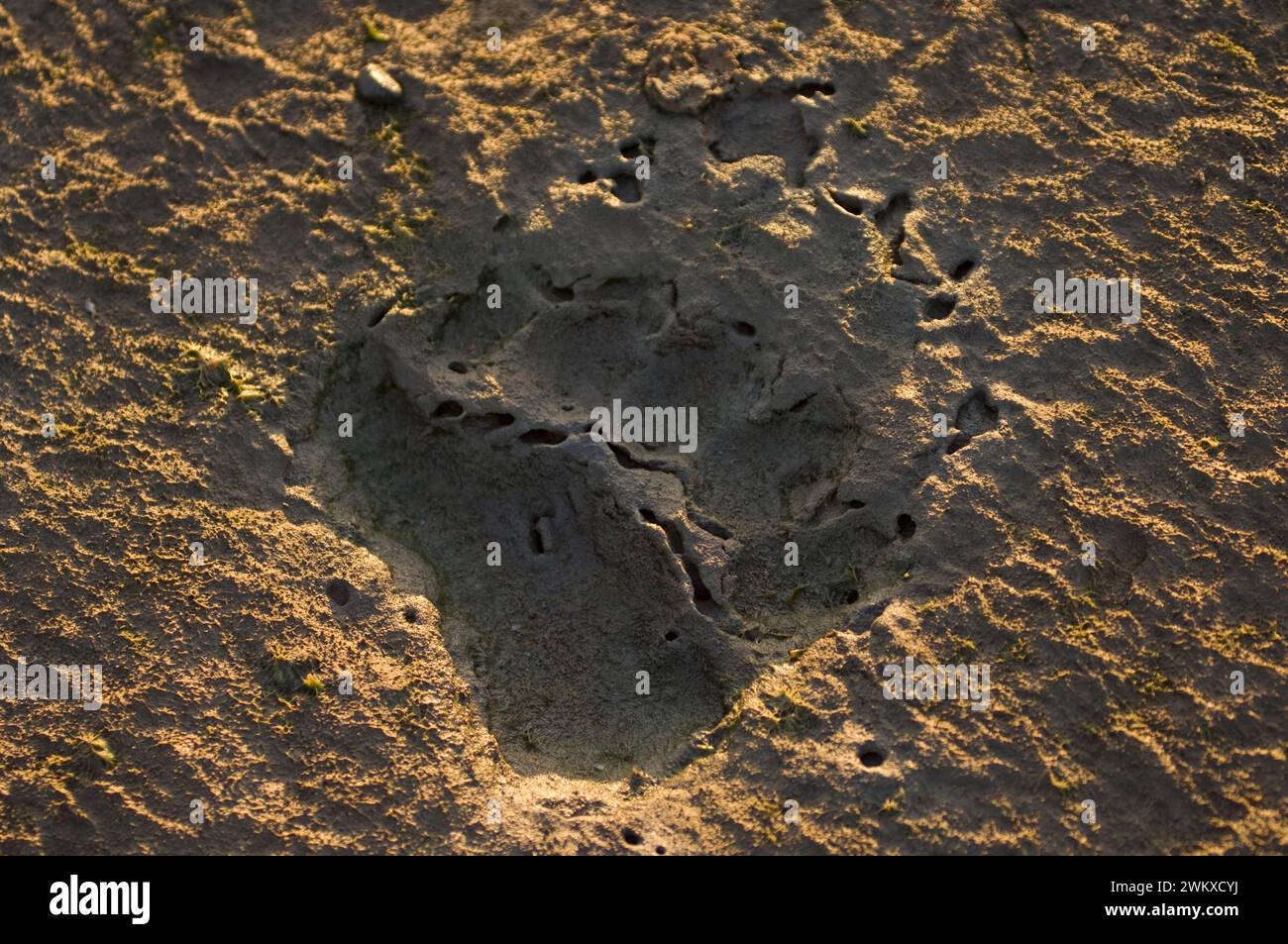 brown bear, Ursus arctos, grizzly bear, Ursus horribils, foot prints in ...