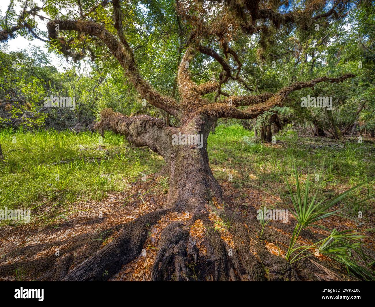 Old tree in Myakka River State Park, Sarasota, Florida, USA Stock Photo ...