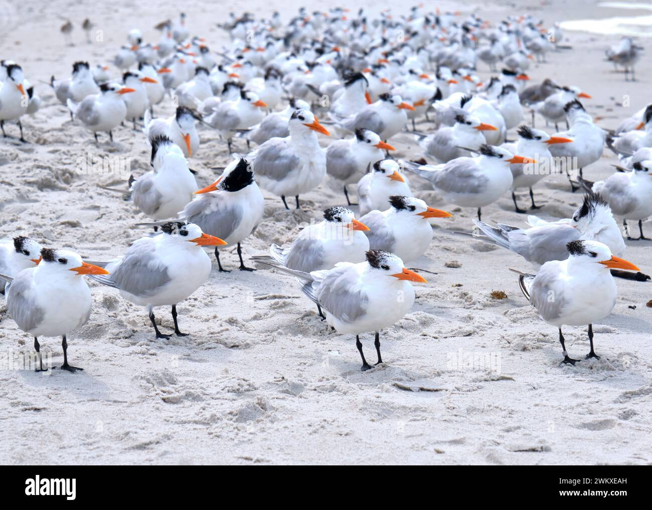 A large flock of Royal Terns facing into a stiff breeze gather on a ...