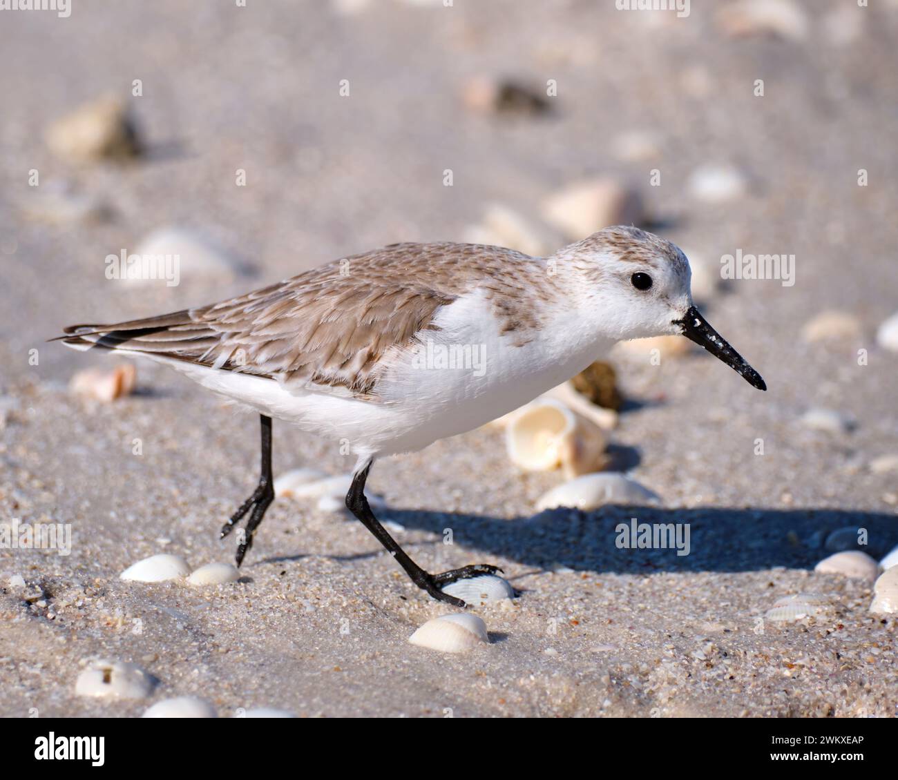 A close up of a sandpiper running along a beach in Naples Florida Stock ...
