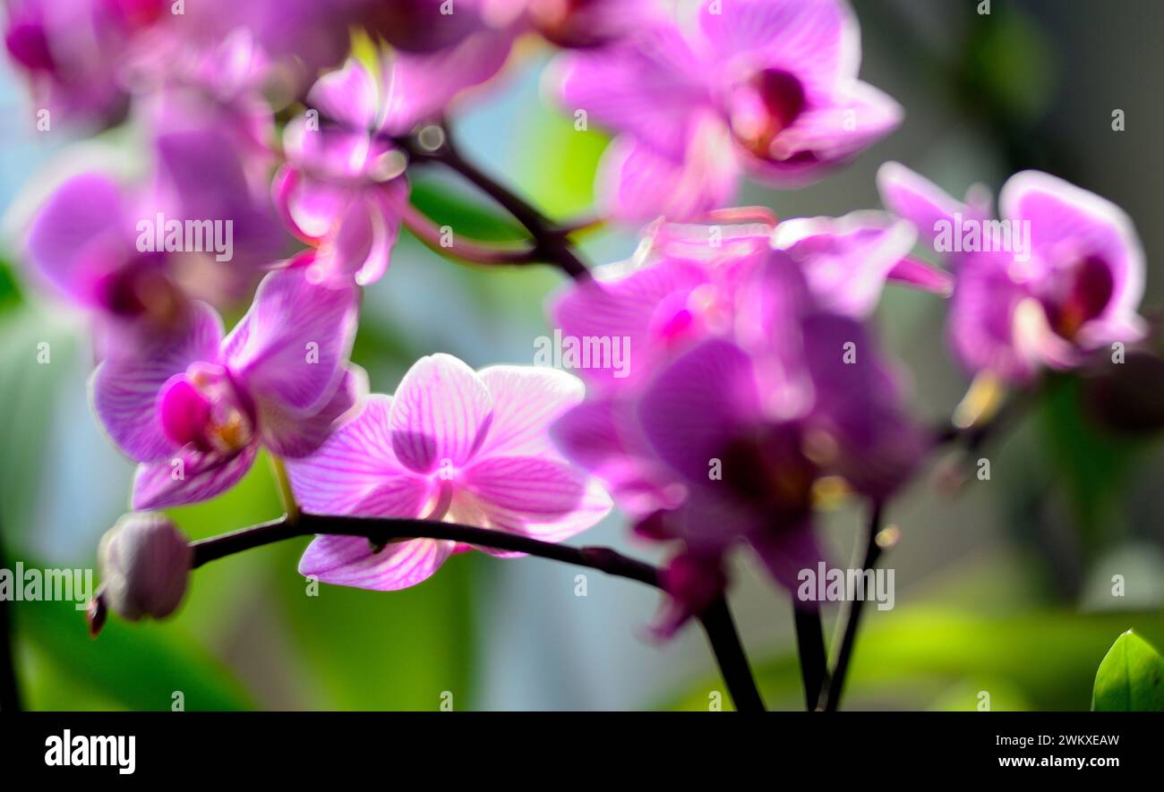 Orchids green background hi-res stock photography and images - Alamy