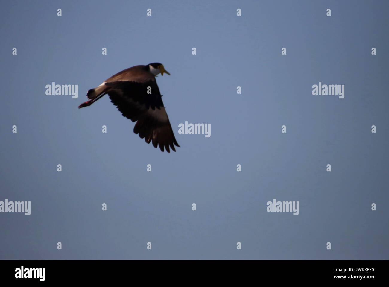 Masked Lapwing (Plover) in Flight, Tin Can Bay Australia Stock Photo ...
