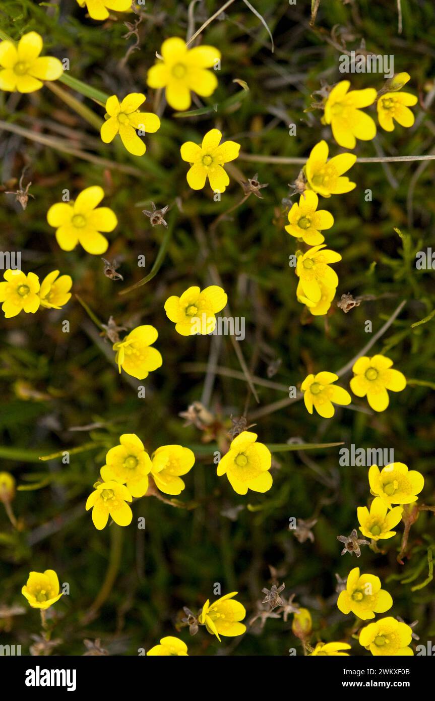 bog Yellow marsh Sazifrage hirculus wildflowers flowering in the arctic ...