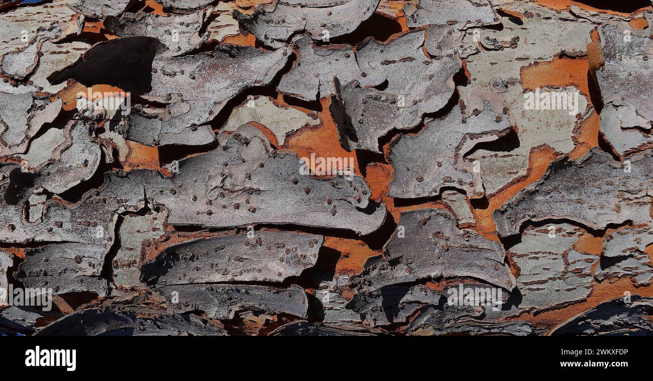 Chinese elm tree hi-res stock photography and images - Alamy