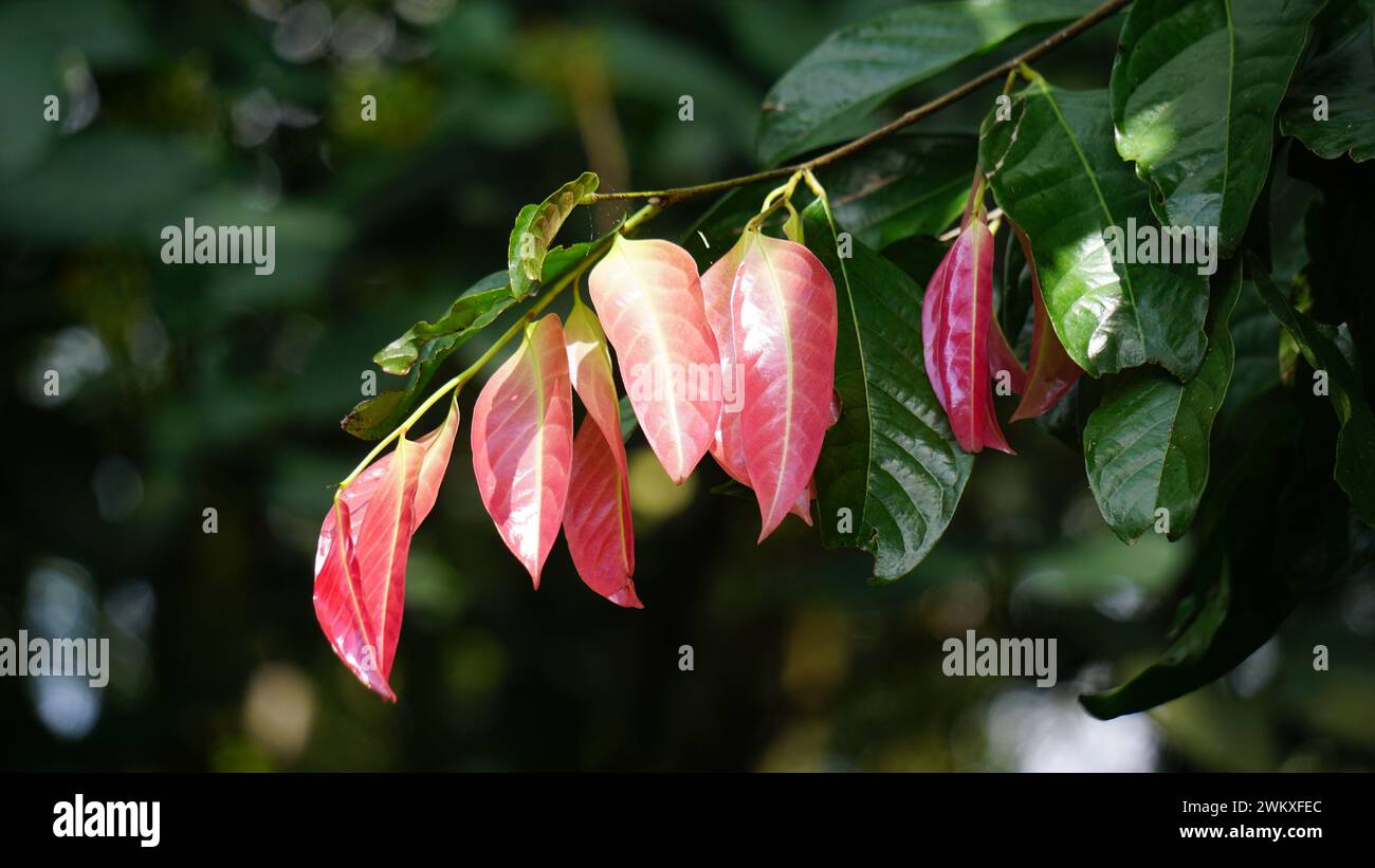 How to grow sapodilla fruit tree hi-res stock photography and images ...