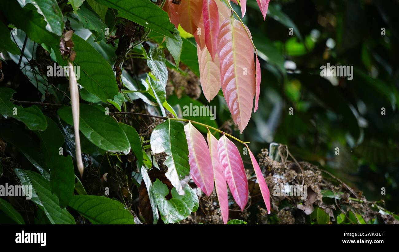Keppel apple hi-res stock photography and images - Alamy