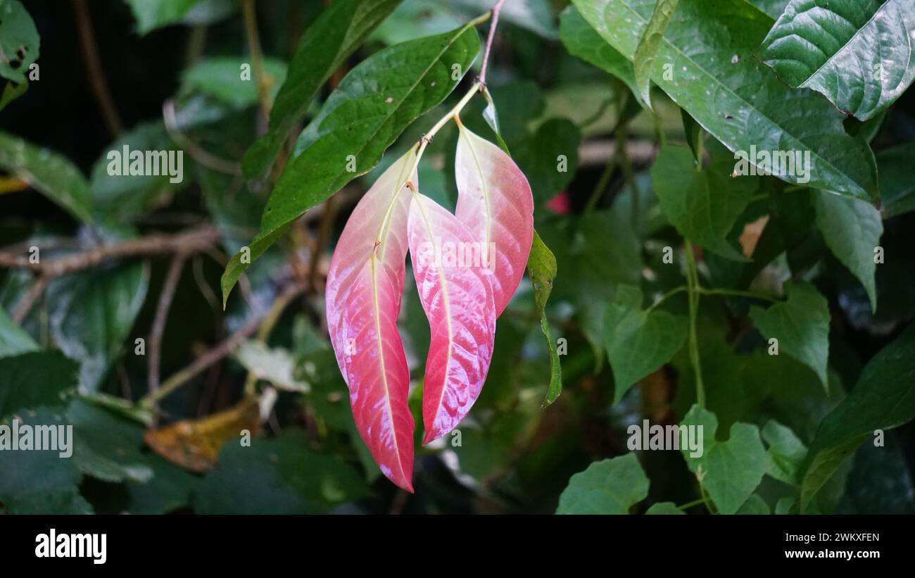 Keppel apple hi-res stock photography and images - Alamy