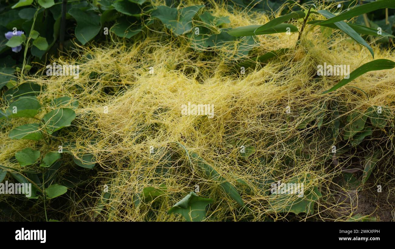 Cuscuta (tali putri, dodder, amarbel). Dodder is parasitic on a very ...
