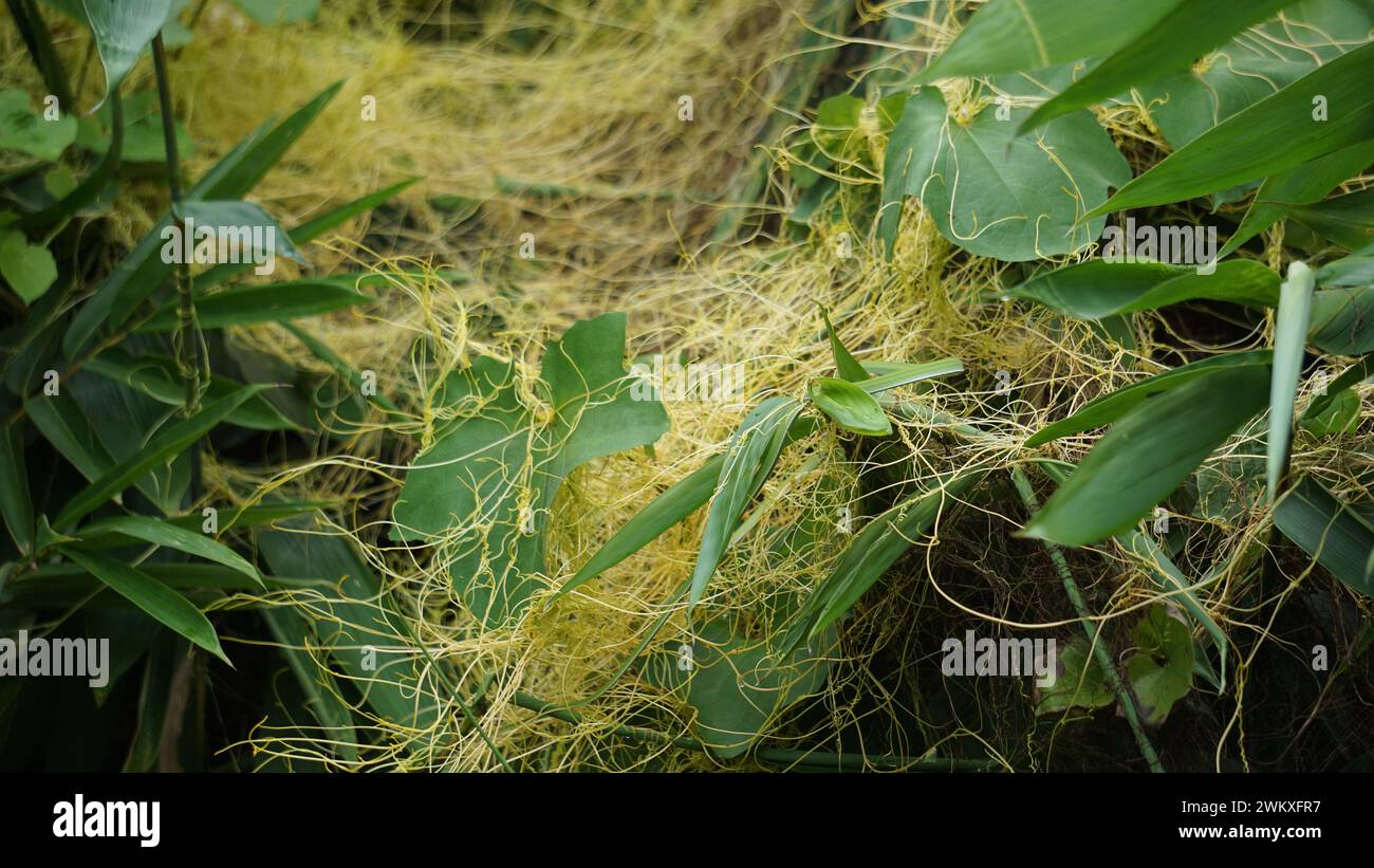 Cuscuta (tali putri, dodder, amarbel). Dodder is parasitic on a very ...