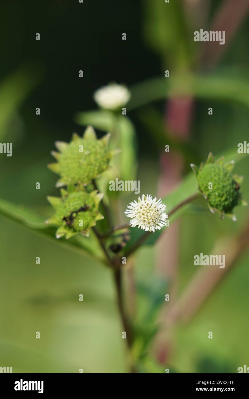 Eclipta alba (Urang-aring, false daisy, false daisy, yerba de tago ...