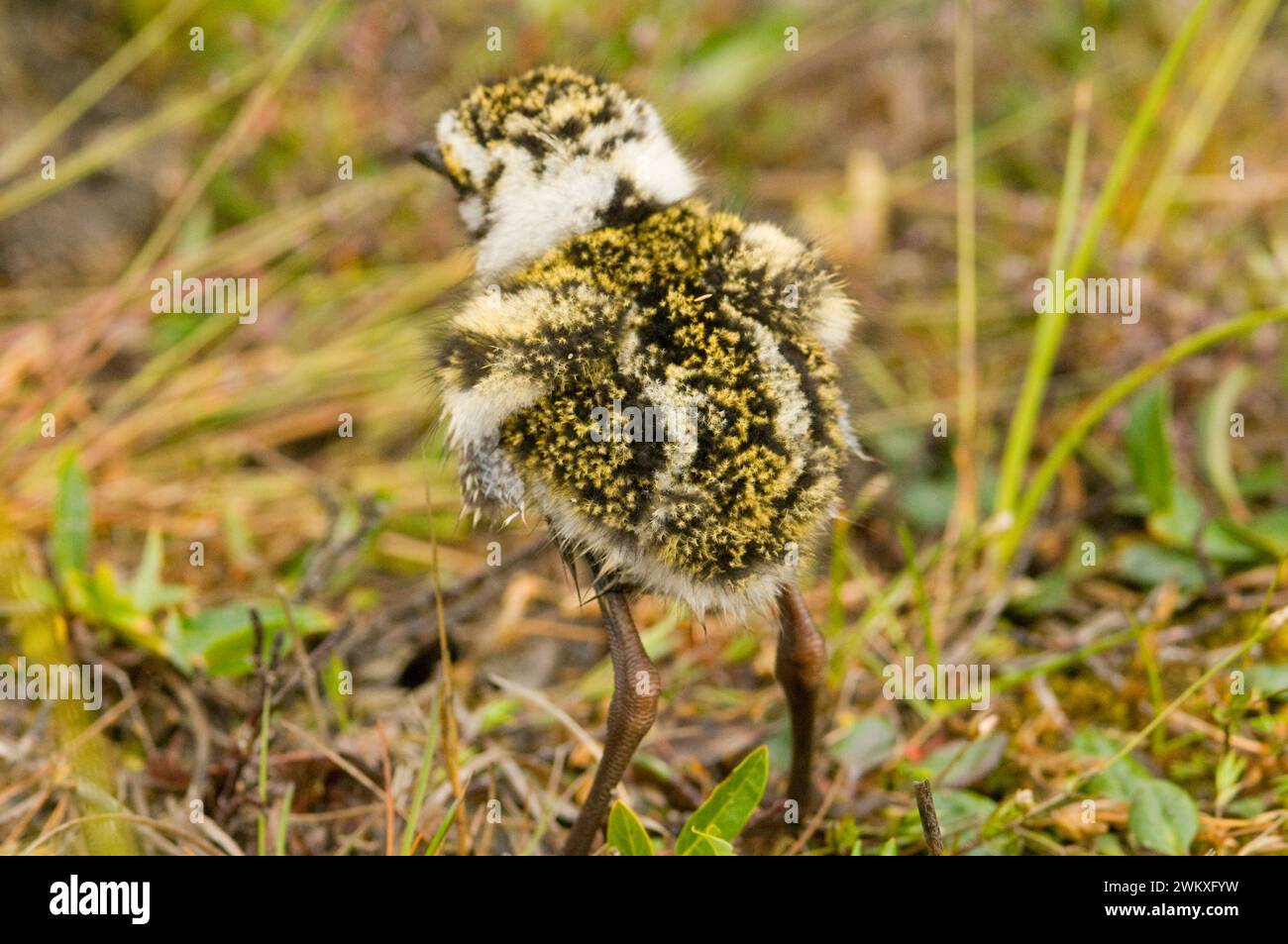 Florashorebirds hi-res stock photography and images - Alamy