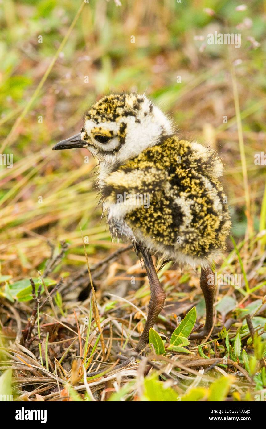 American Golden-Plover Pluvialis dominica chick on the summer tundra ...