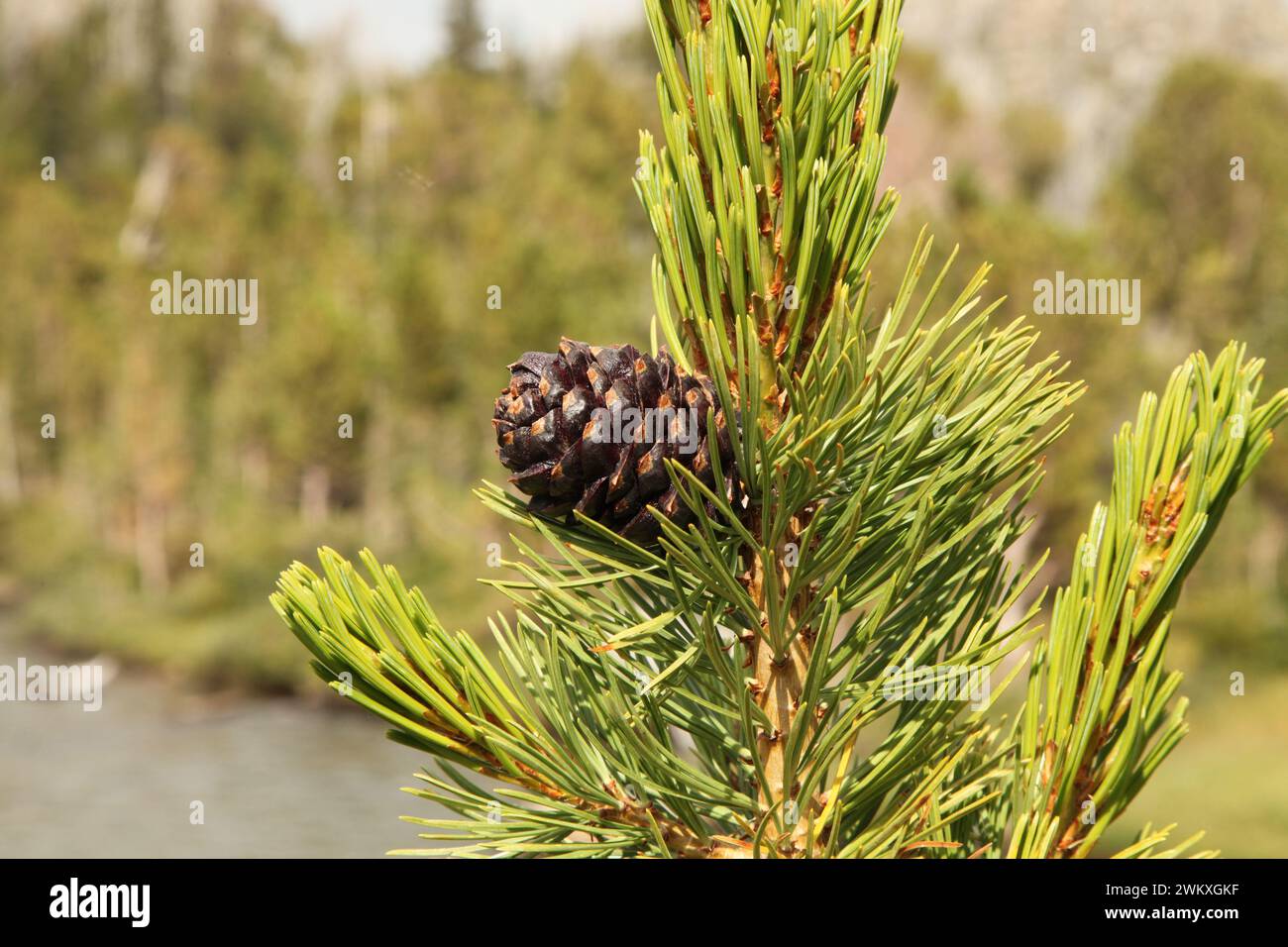 Pine cone and needles hi-res stock photography and images - Alamy