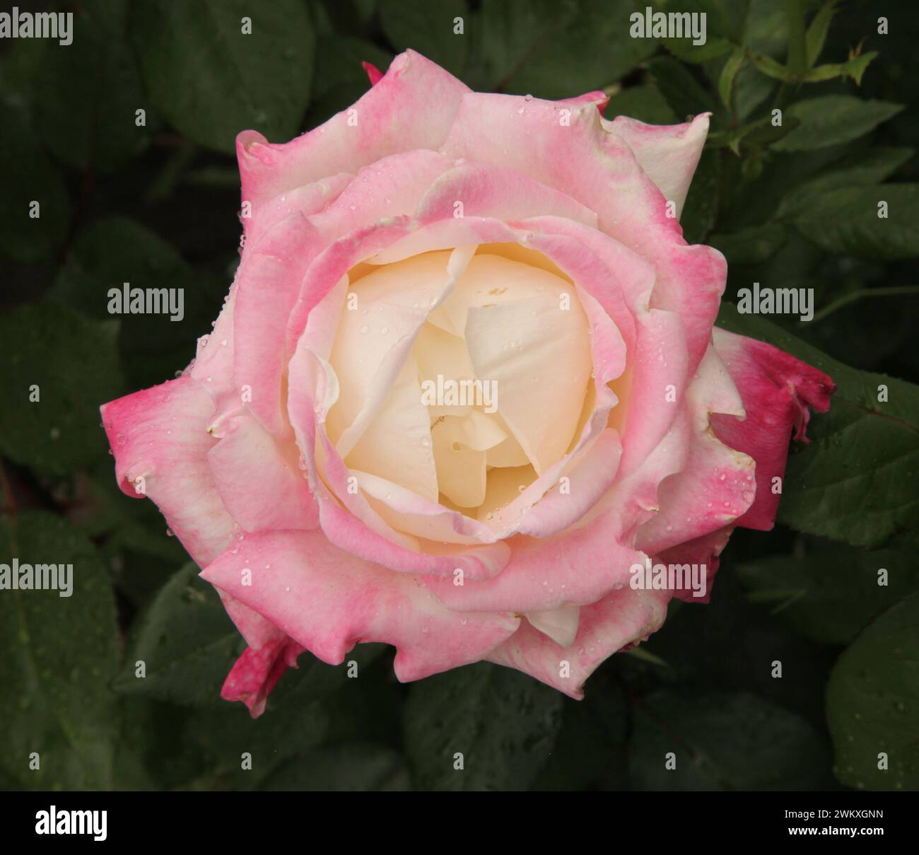 White rose with drops hi-res stock photography and images - Alamy