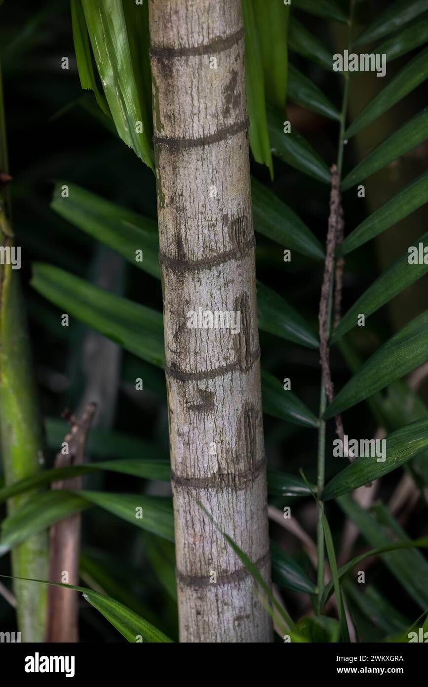 Bamboo branch in bamboo forest, beautiful green nature background Stock ...