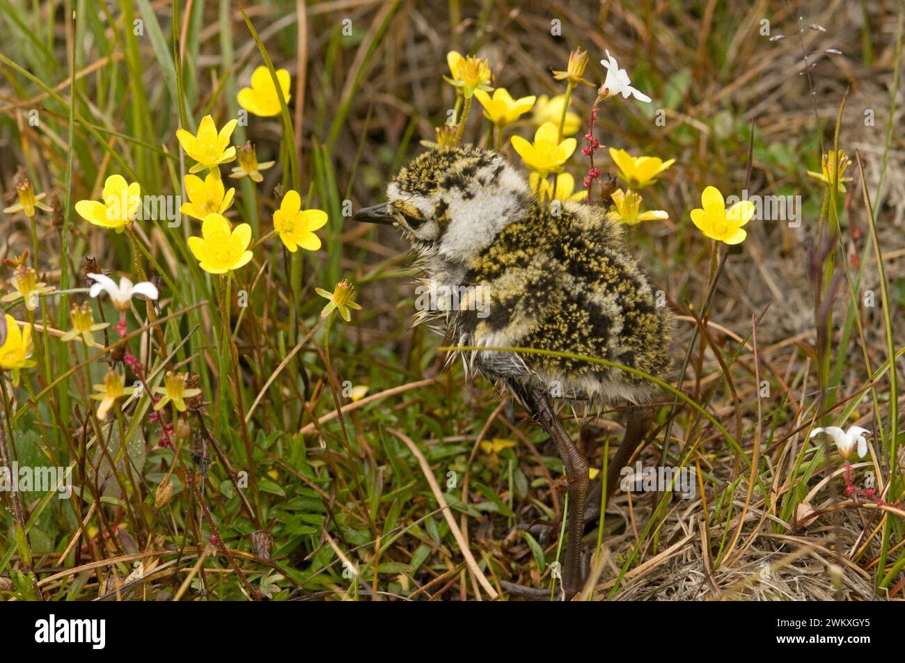 American Golden-Plover Pluvialis dominica chick on the tundra in ...