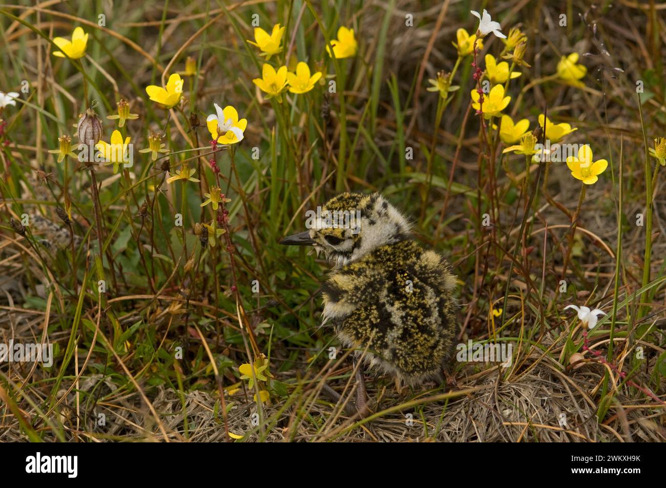 American Golden-Plover Pluvialis dominica chick on the tundra in ...