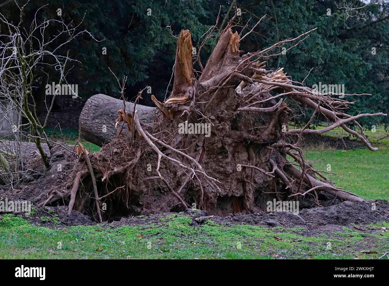 Fallen tree due to drought, Germany Stock Photo - Alamy