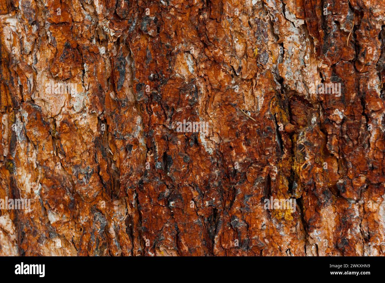 Structure of a tree bark, bark, tree, texture, background, wood, wood ...