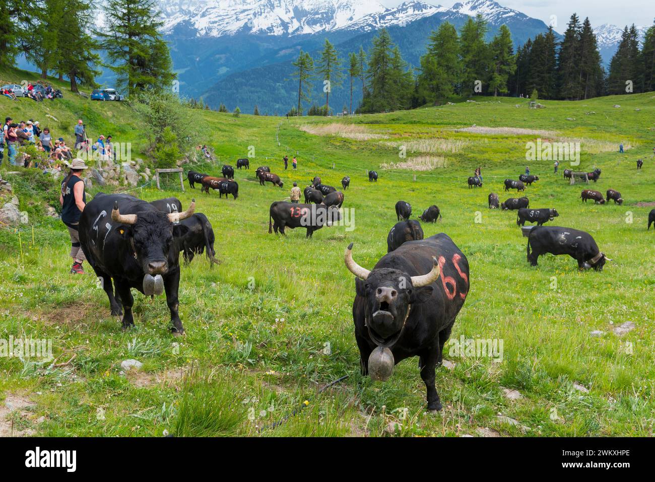Cow fight of the Herens cows to determine the queen, cow, festival ...
