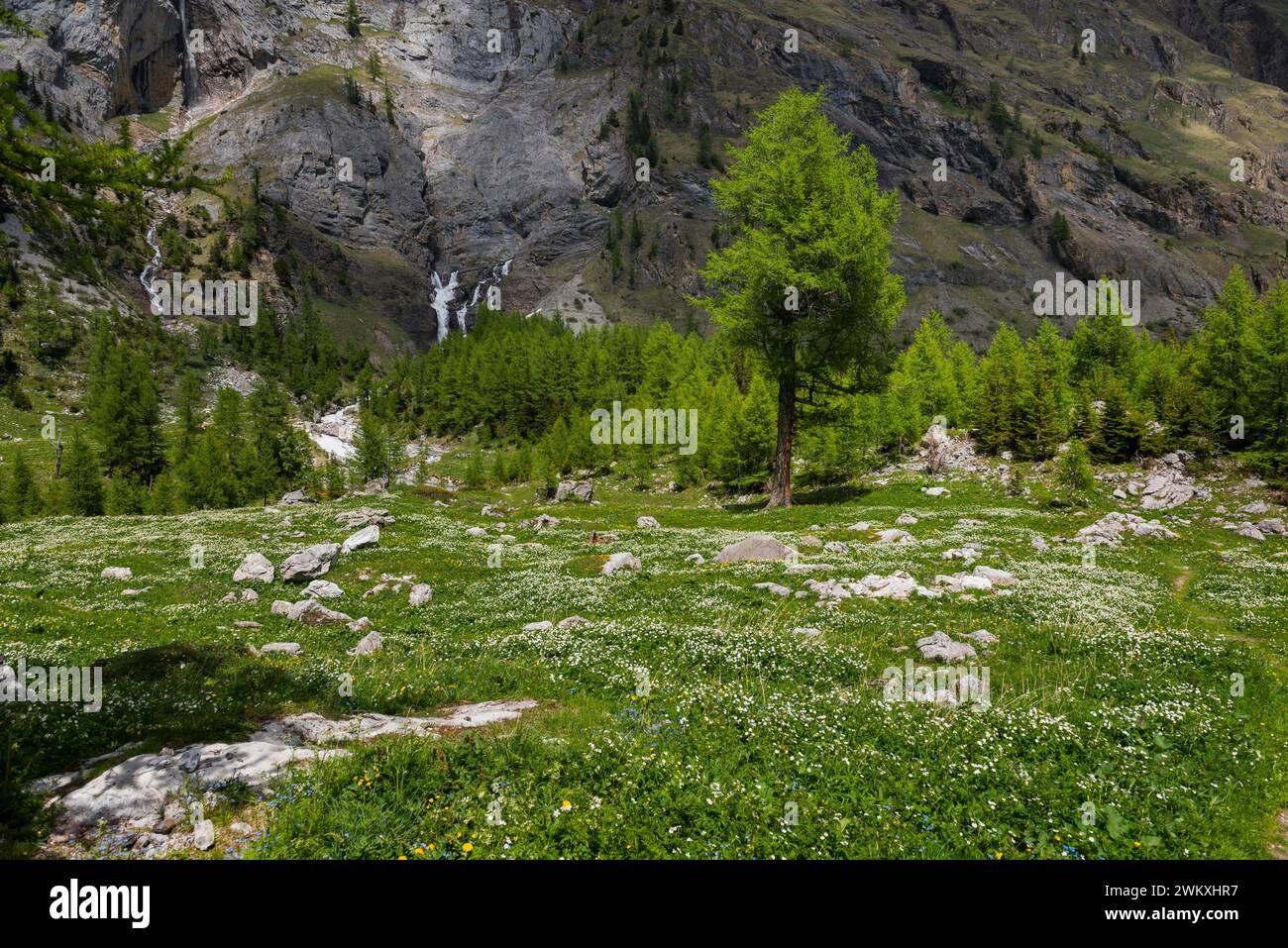 Mountain stream, Alps, meadow, alpine pasture, nature, environment ...