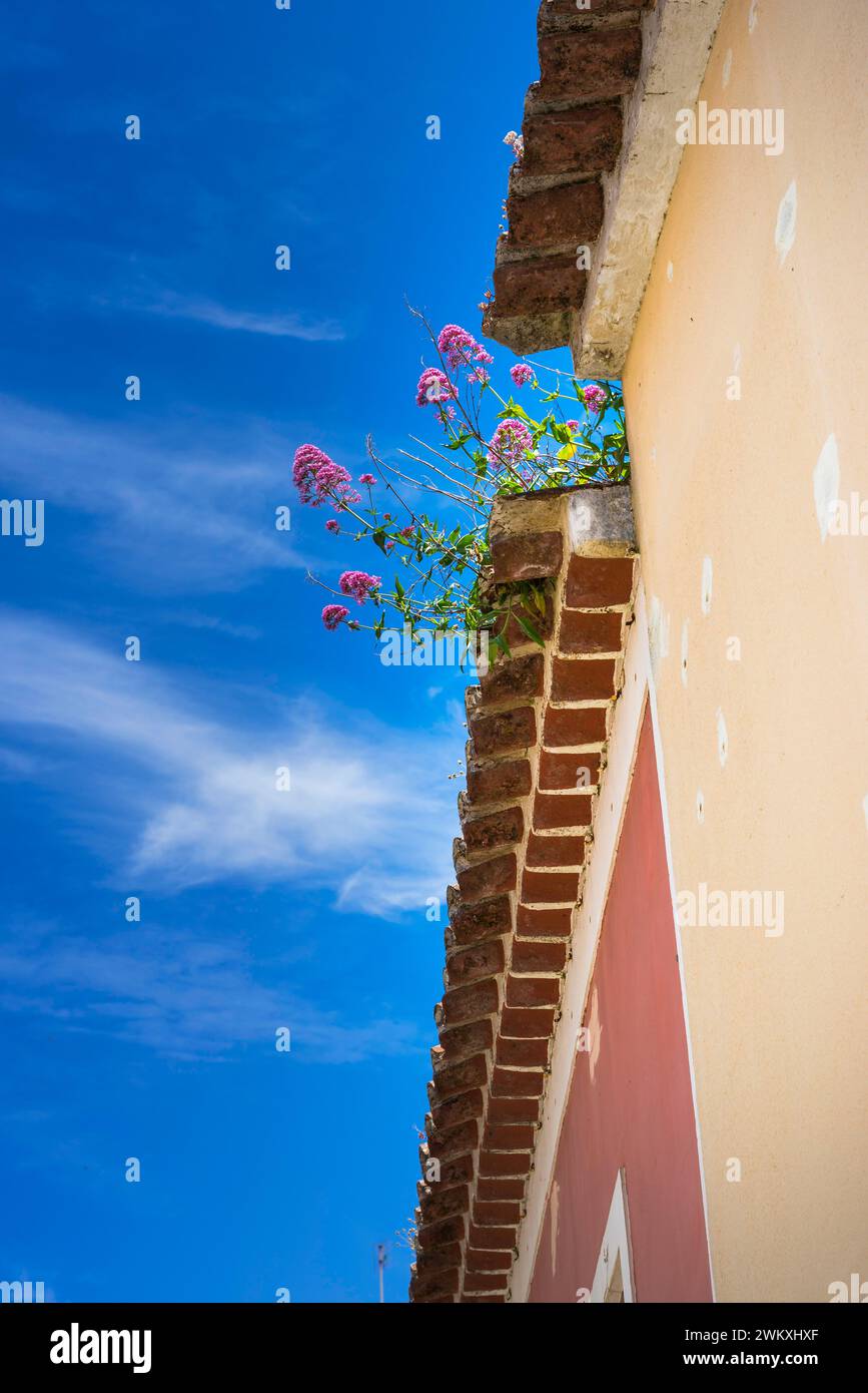 Flower-covered roof, lovely, idyllic, flowers, decoration, architecture ...
