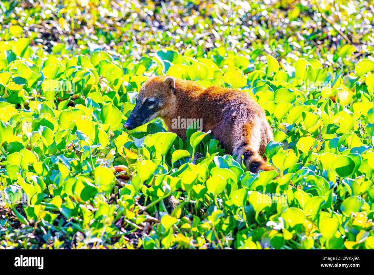 South American coati (nasua nasua) Pantanal Brazil Stock Photo - Alamy