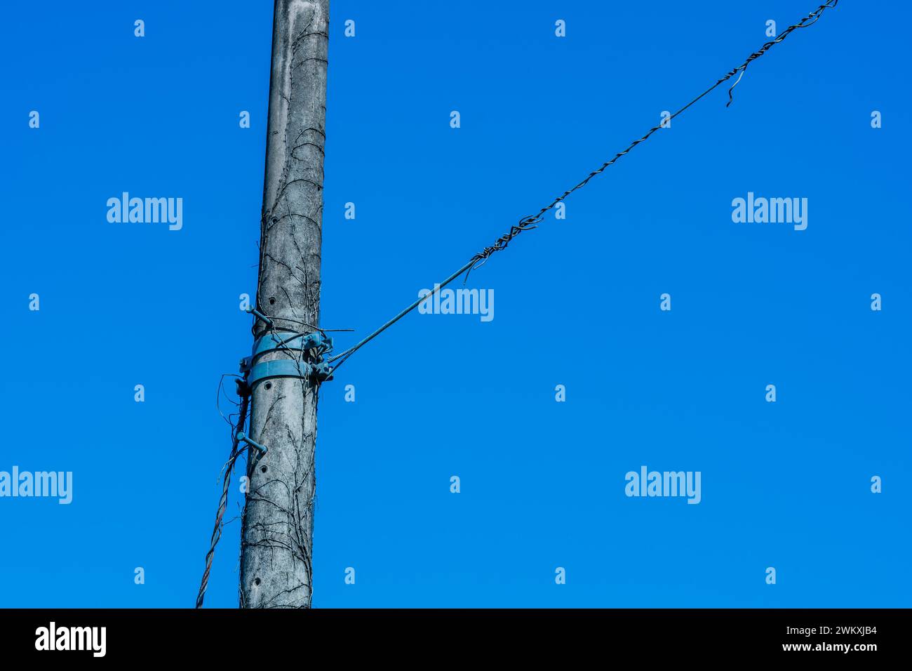 Vines growing up side of concrete telephone pole surrounded by dry ...