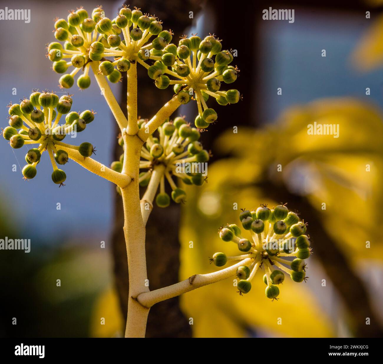 Budding green hi-res stock photography and images - Alamy