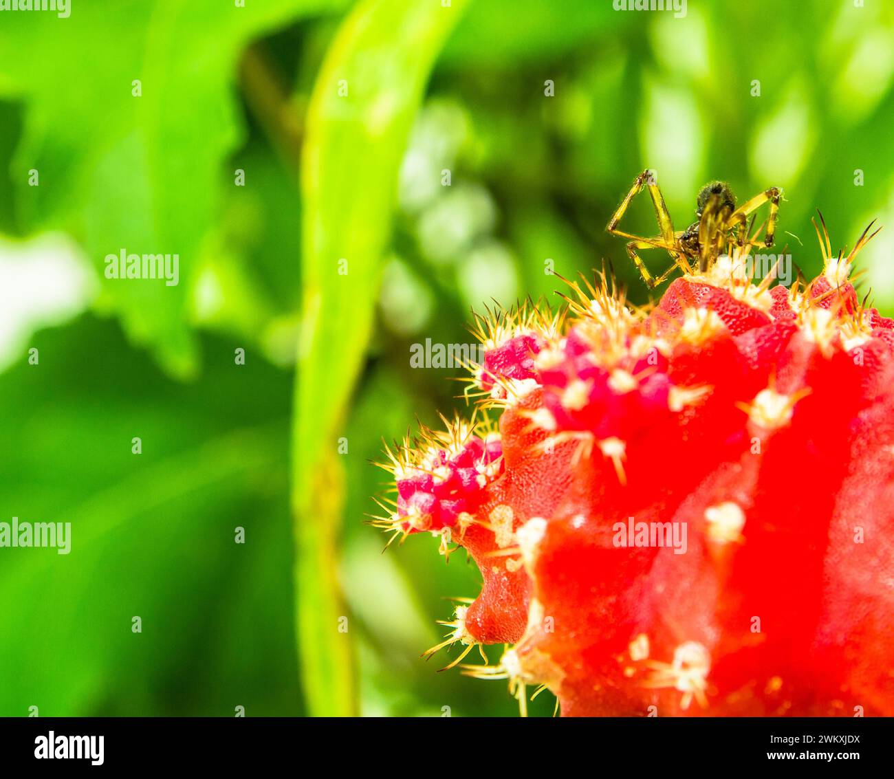 Cactus spider hi-res stock photography and images - Alamy