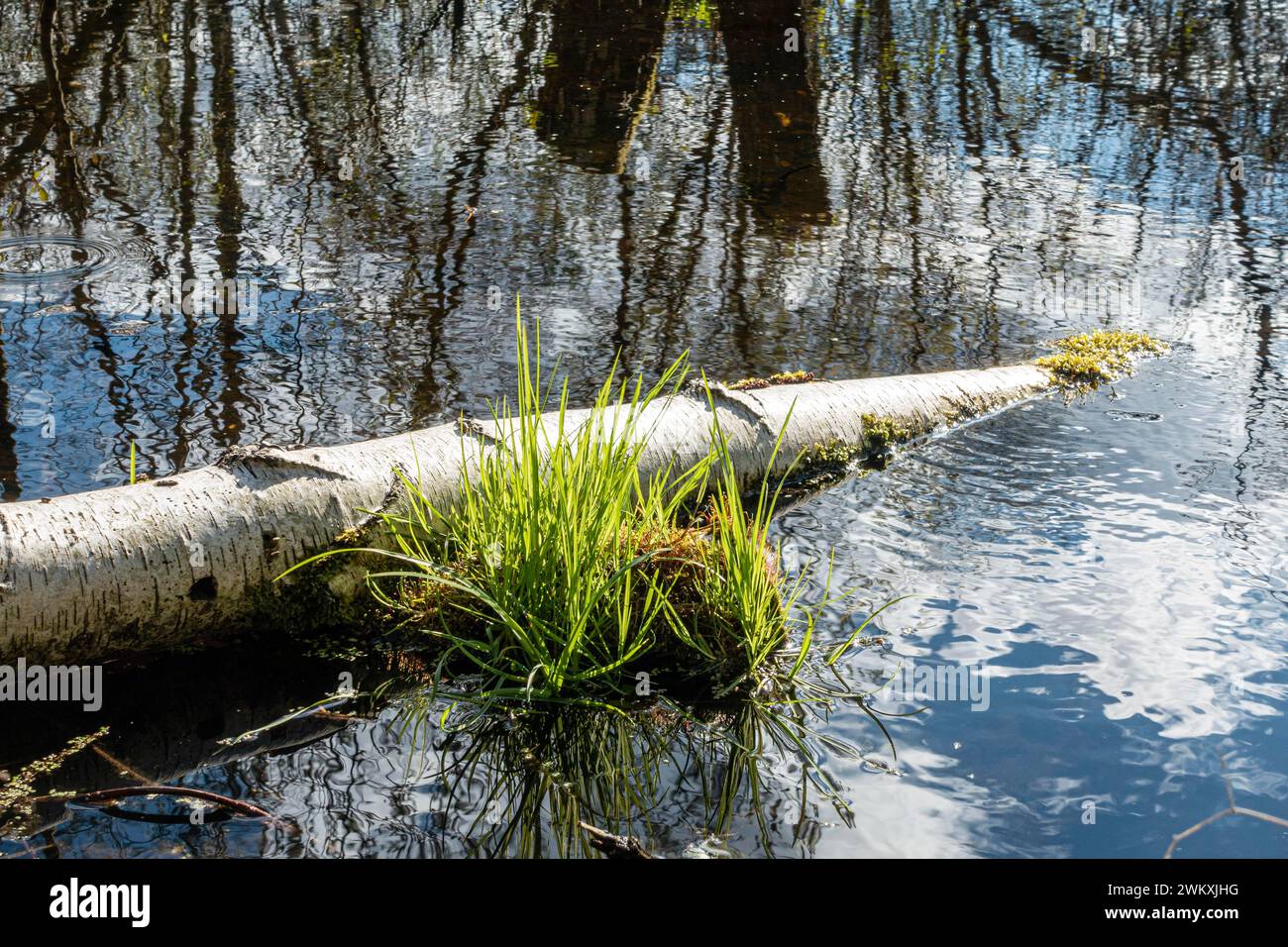 Landscape and nature around Berlin, Germany Stock Photo - Alamy