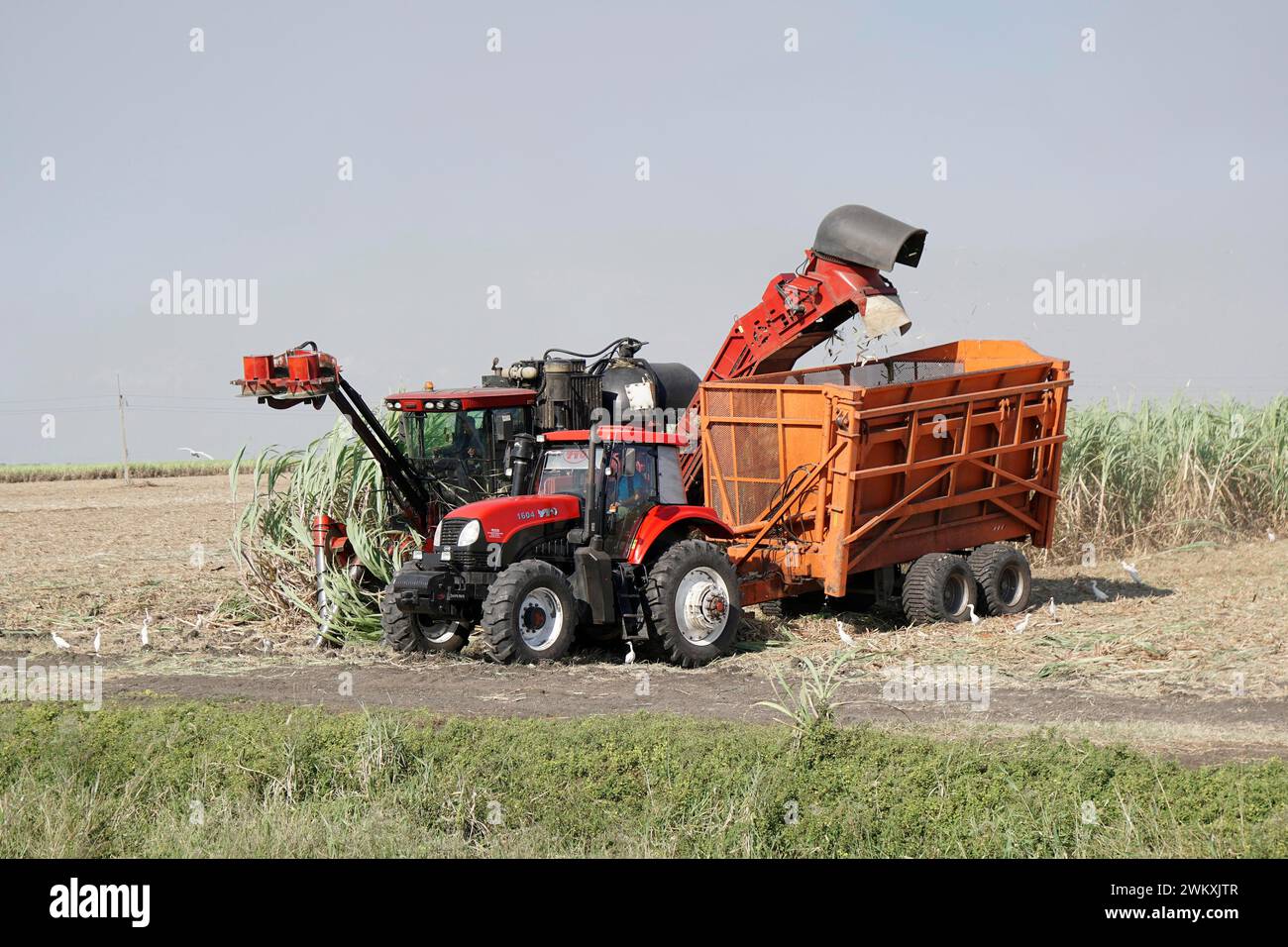 Sugarcane harvest cuba hi-res stock photography and images - Alamy