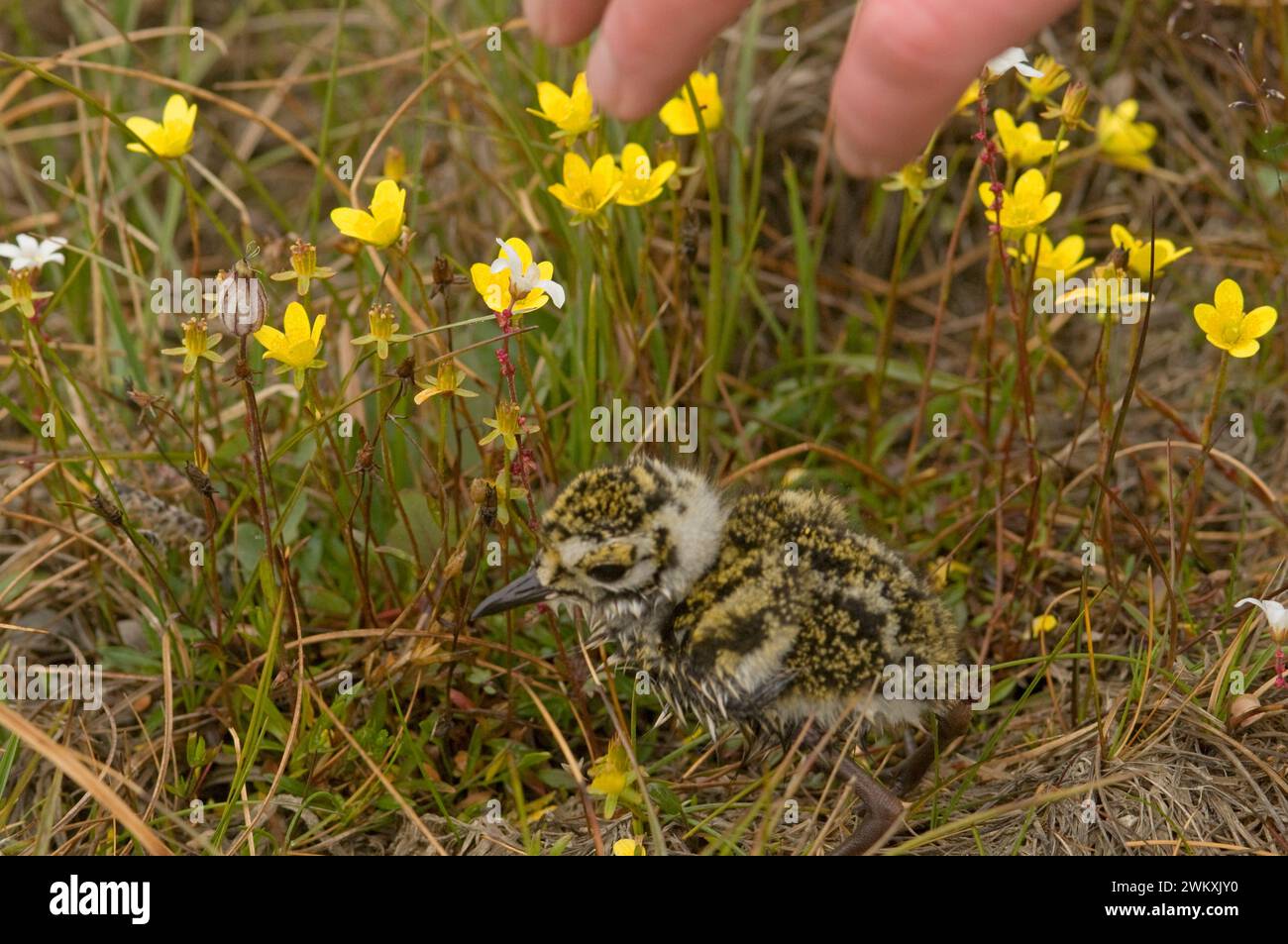 American Golden-Plover Pluvialis dominica chick on the tundra in ...