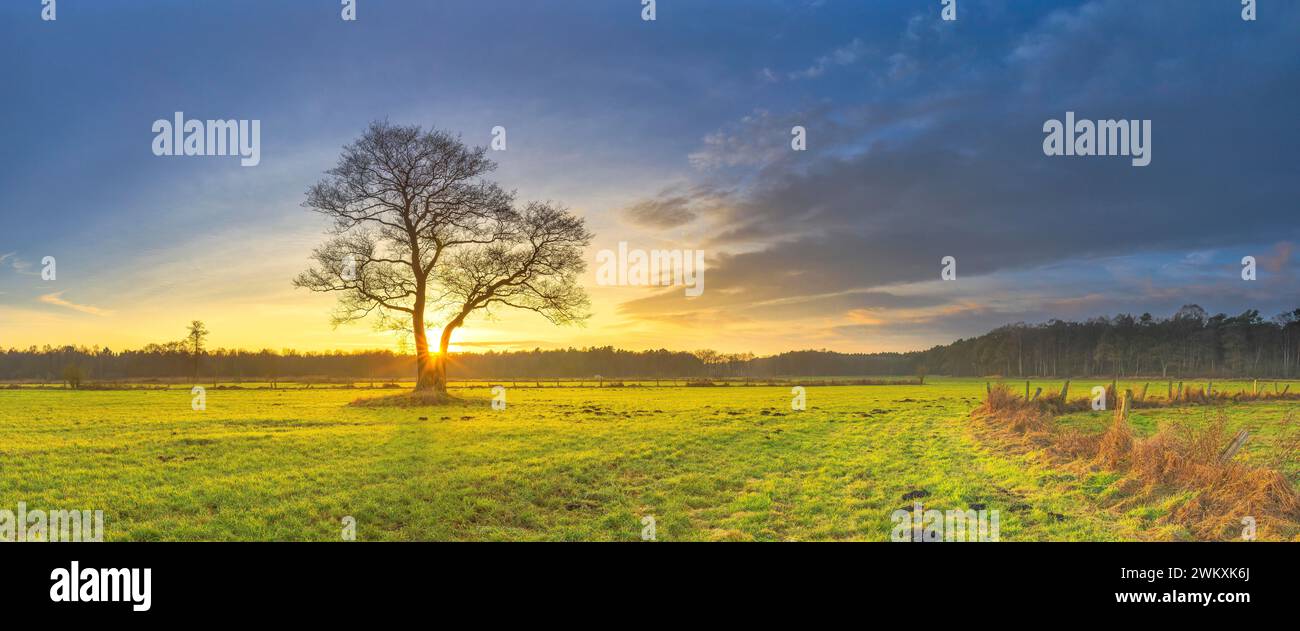 The sun sets behind a tree standing alone in a meadow, sunset, evening ...
