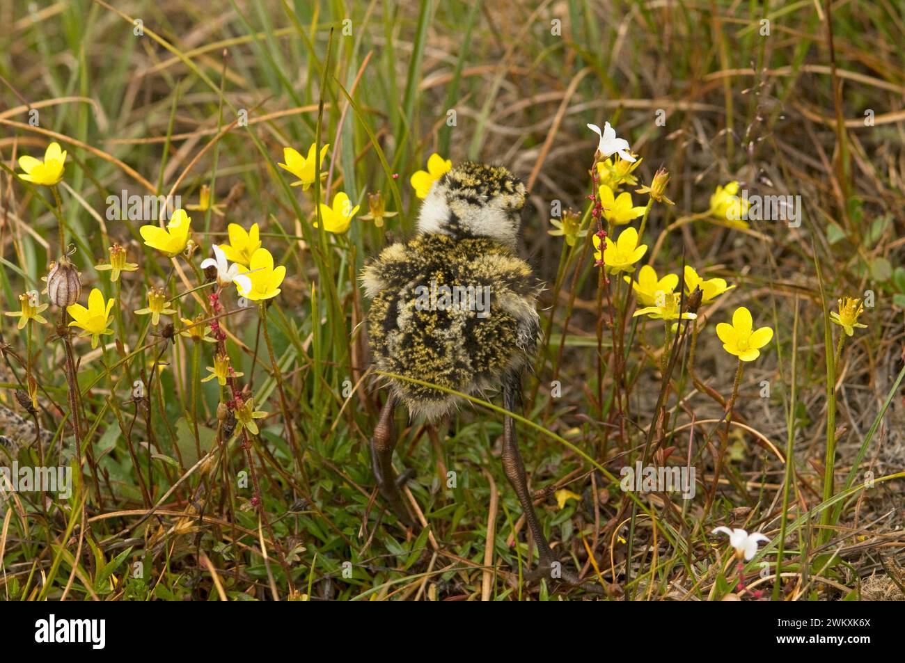 American Golden-Plover Pluvialis dominica chick on the tundra in ...