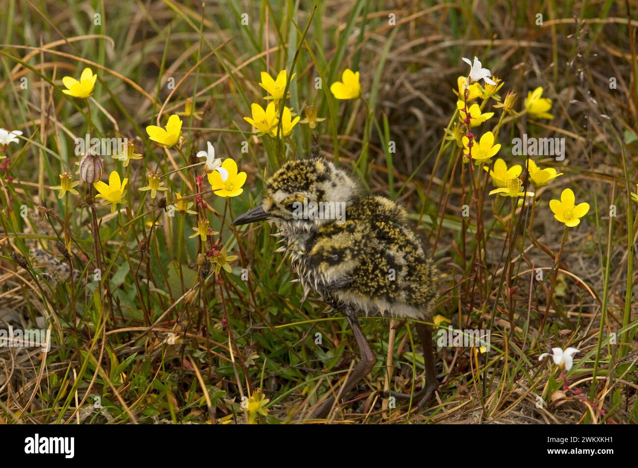 American Golden-Plover Pluvialis dominica chick on the tundra in ...