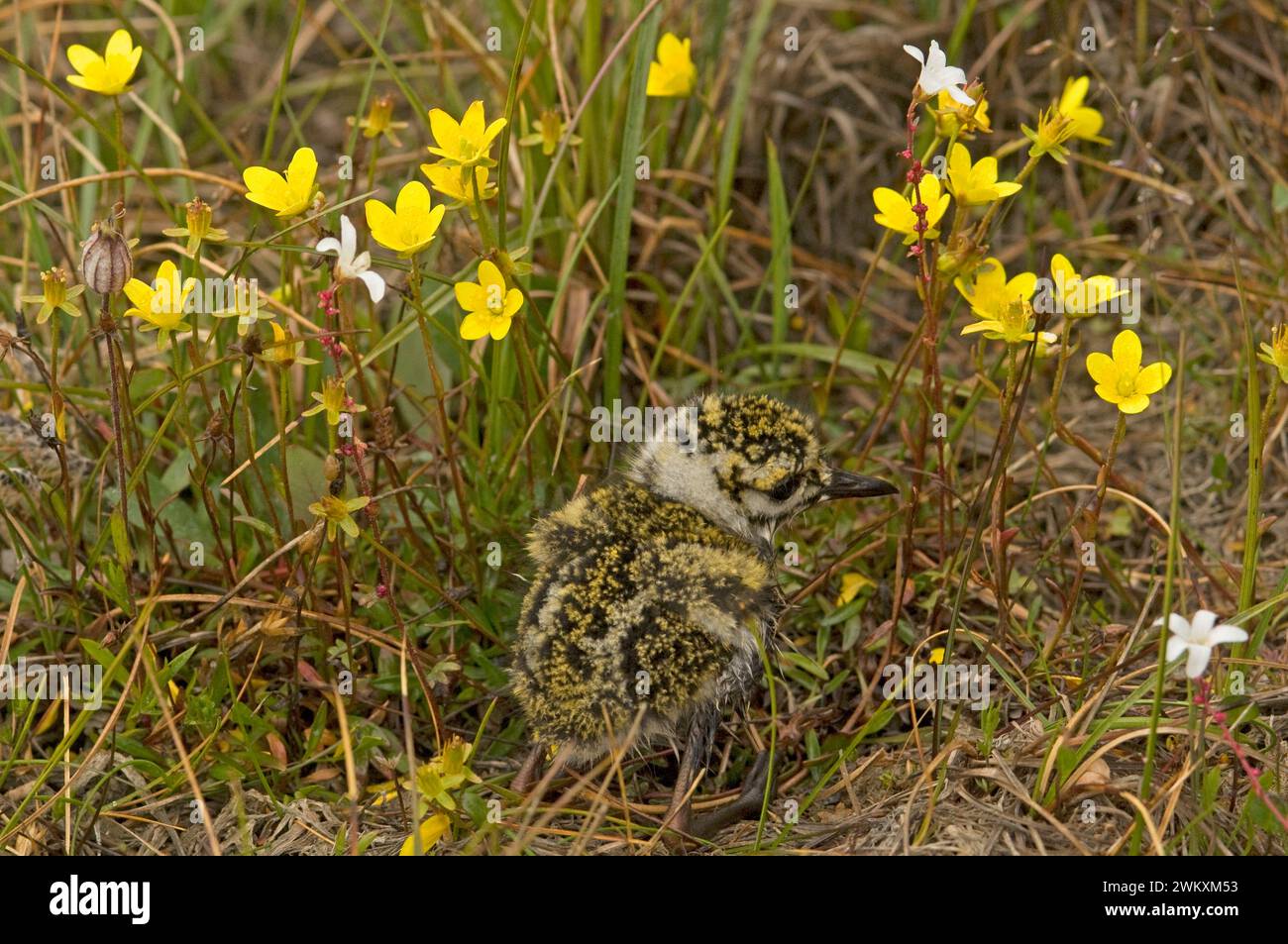 American Golden-Plover Pluvialis dominica chick on the tundra in ...