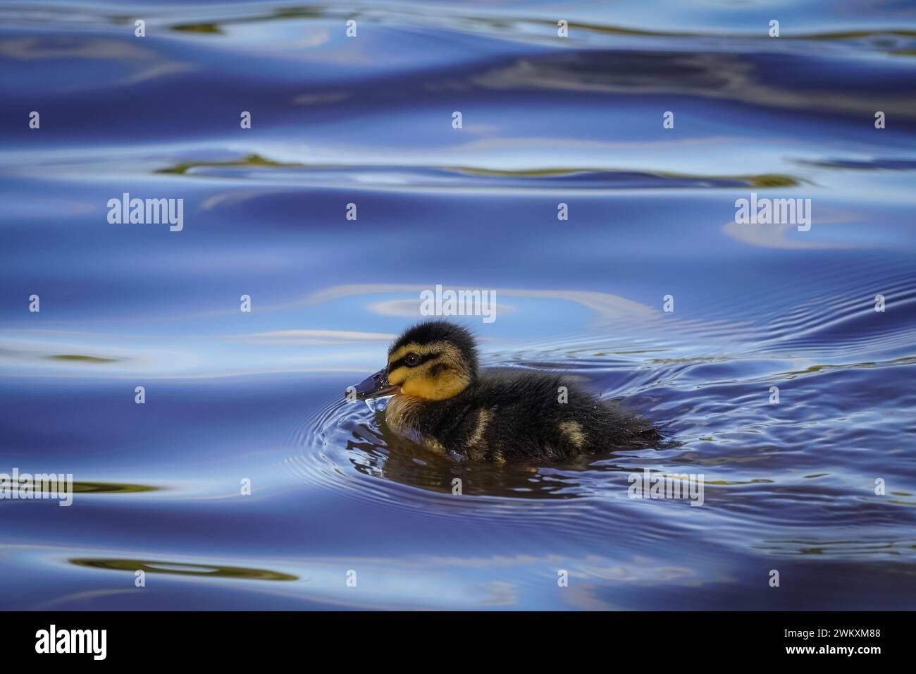 A baby duckling swimming alone on a lake in the early morning Stock ...