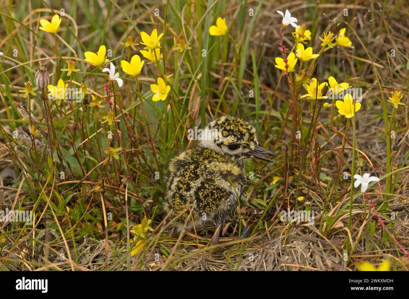 American Golden-Plover Pluvialis dominica chick on the tundra in ...