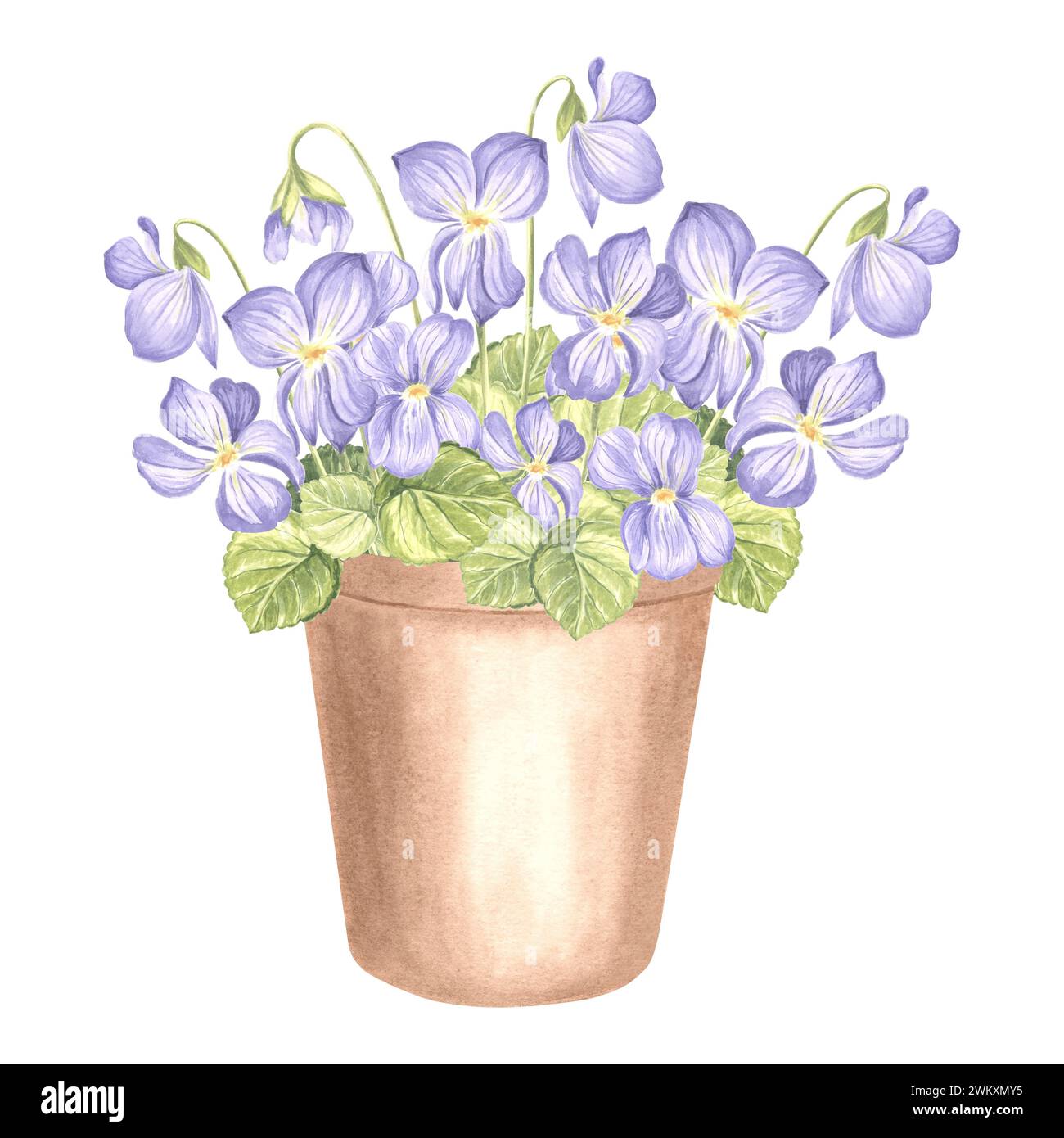 Violet with leaves in clay flower pot, watercolor illustration ...