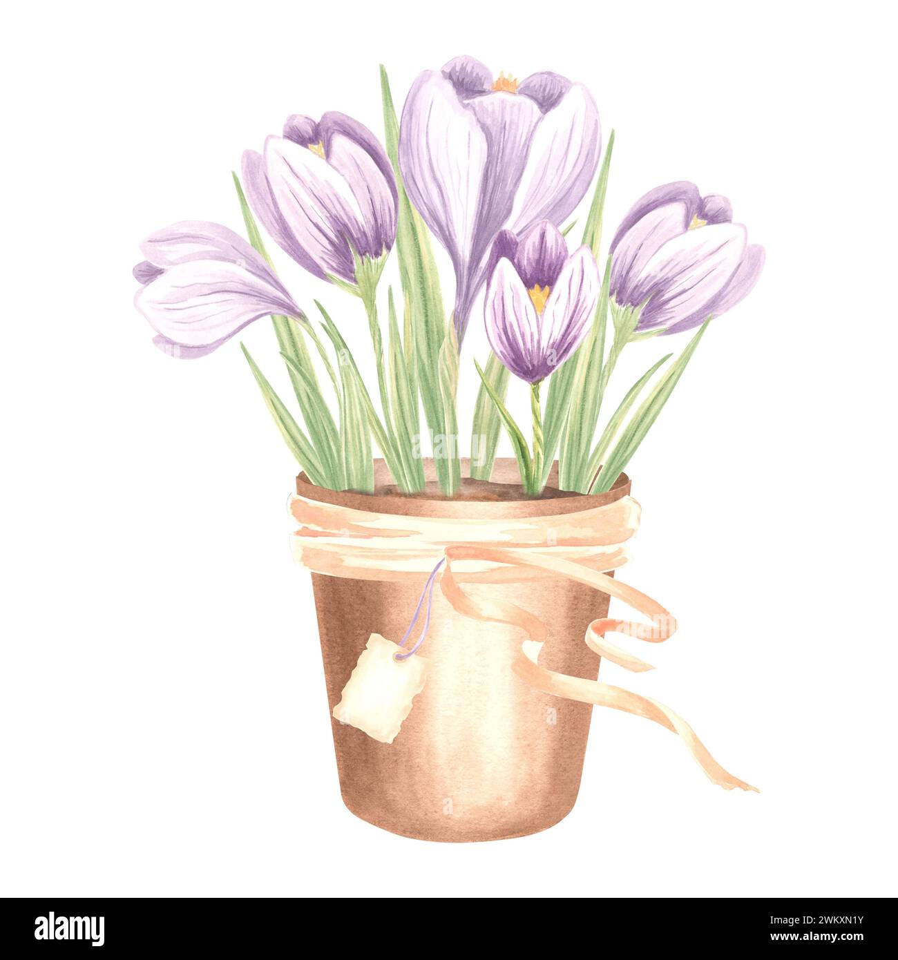 Crocus botanical illustration hi-res stock photography and images - Alamy