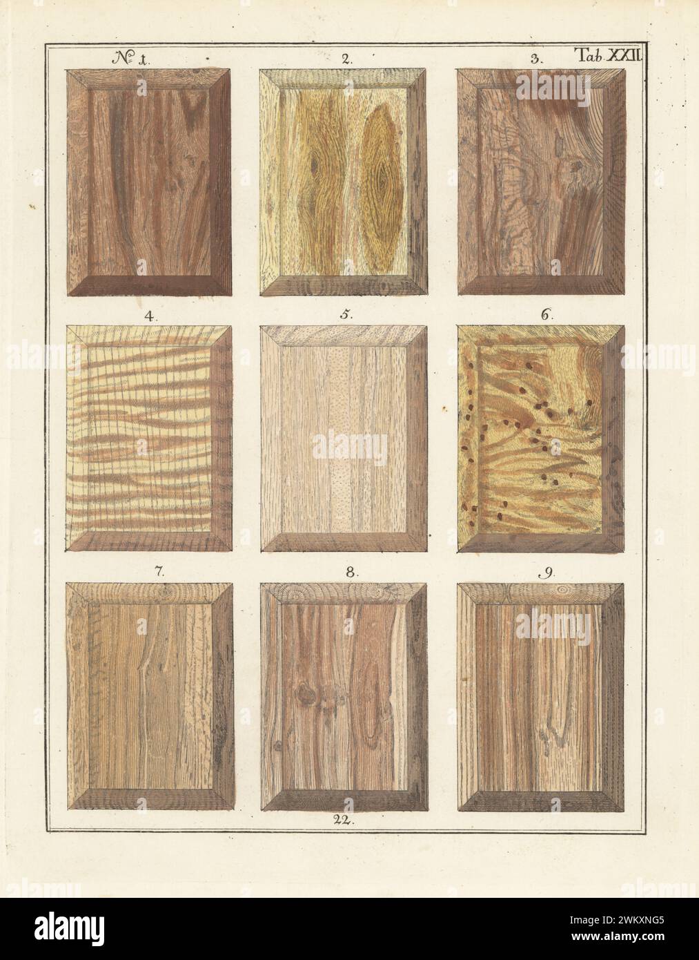 Muscadel vine tree hi-res stock photography and images - Alamy