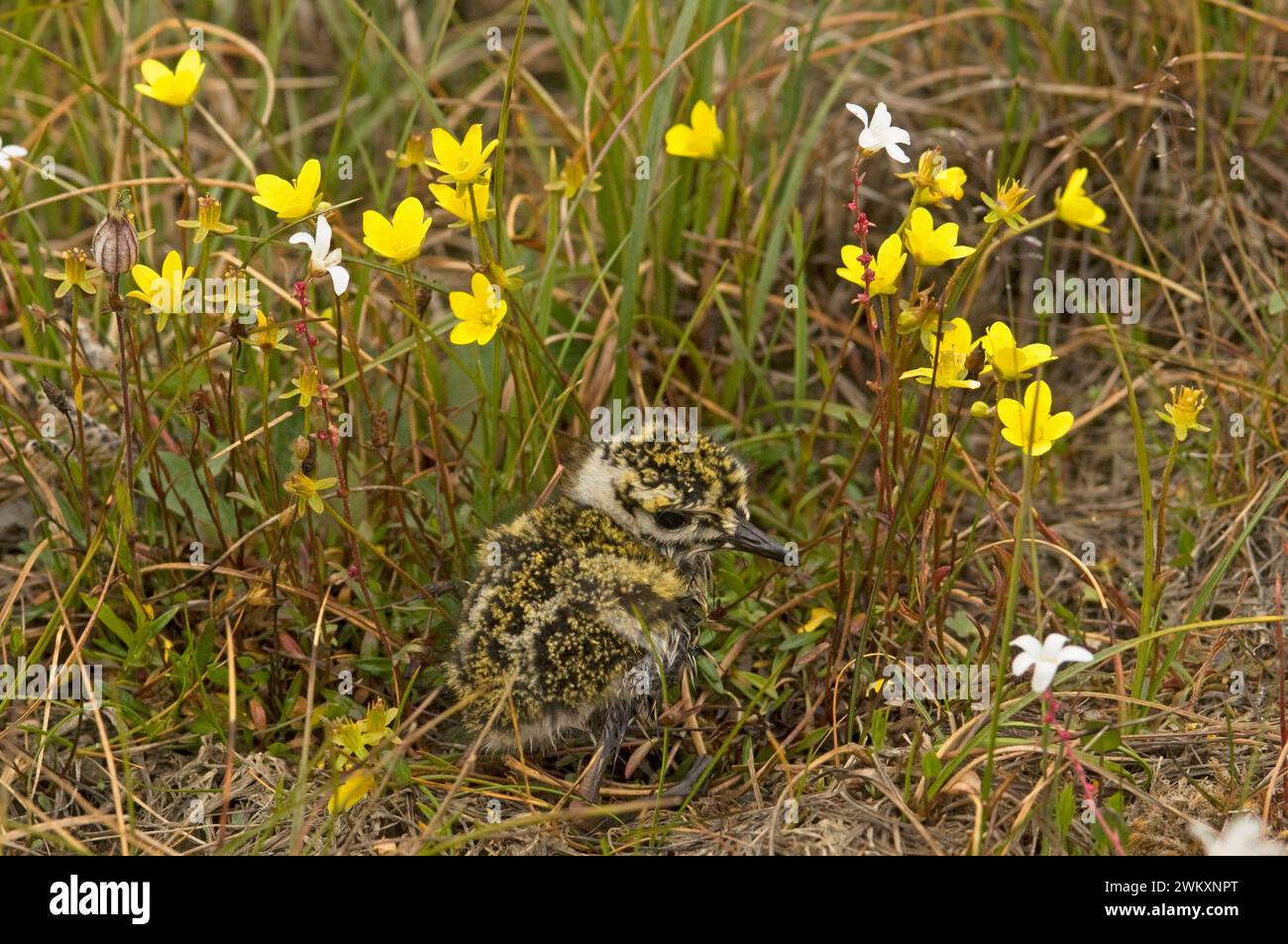 American Golden-Plover Pluvialis dominica chick on the tundra in ...