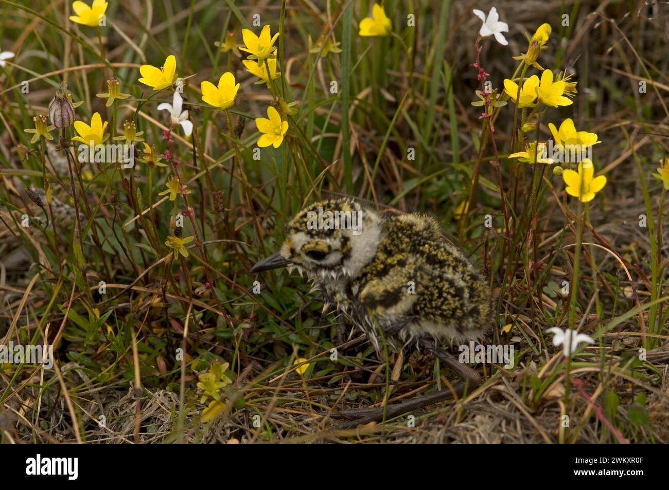 American Golden-Plover Pluvialis dominica chick on the tundra in ...