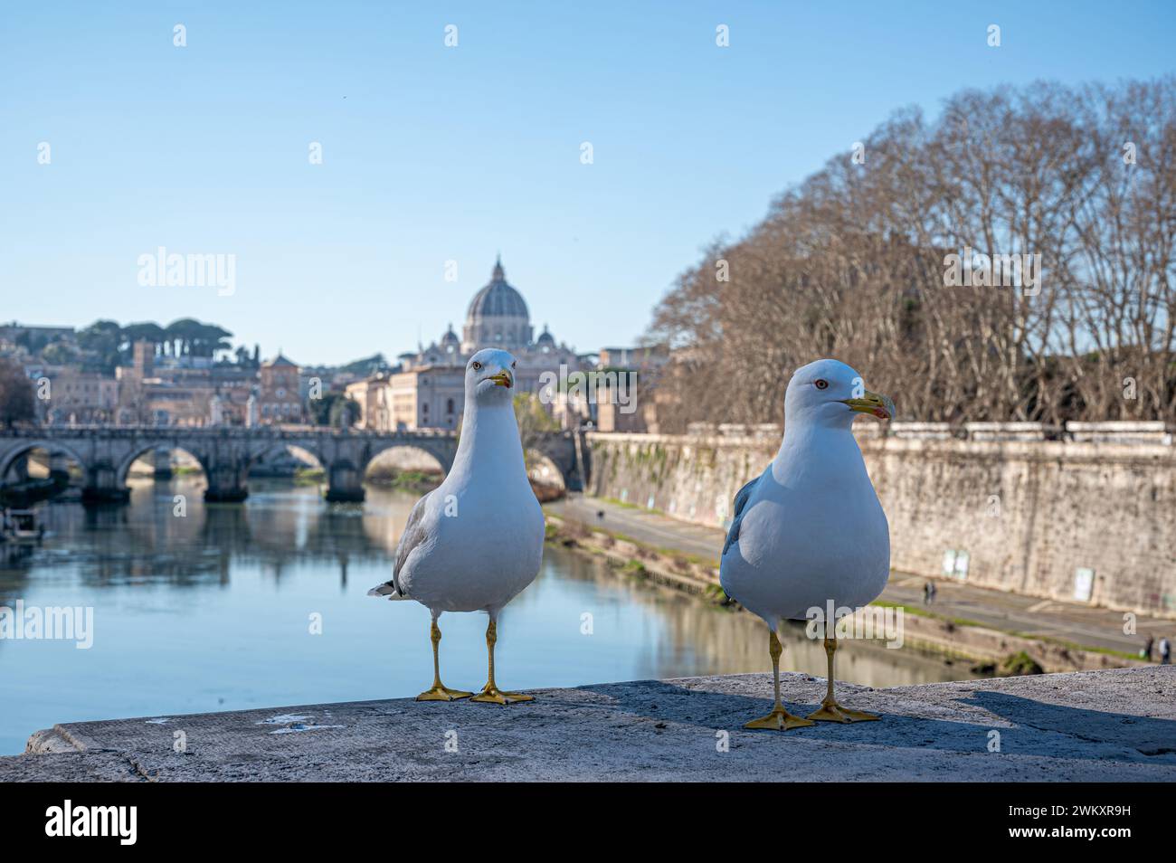 Close-up view of two seagulls against the stunning backdrop of Rome, Italy. The iconic St ...