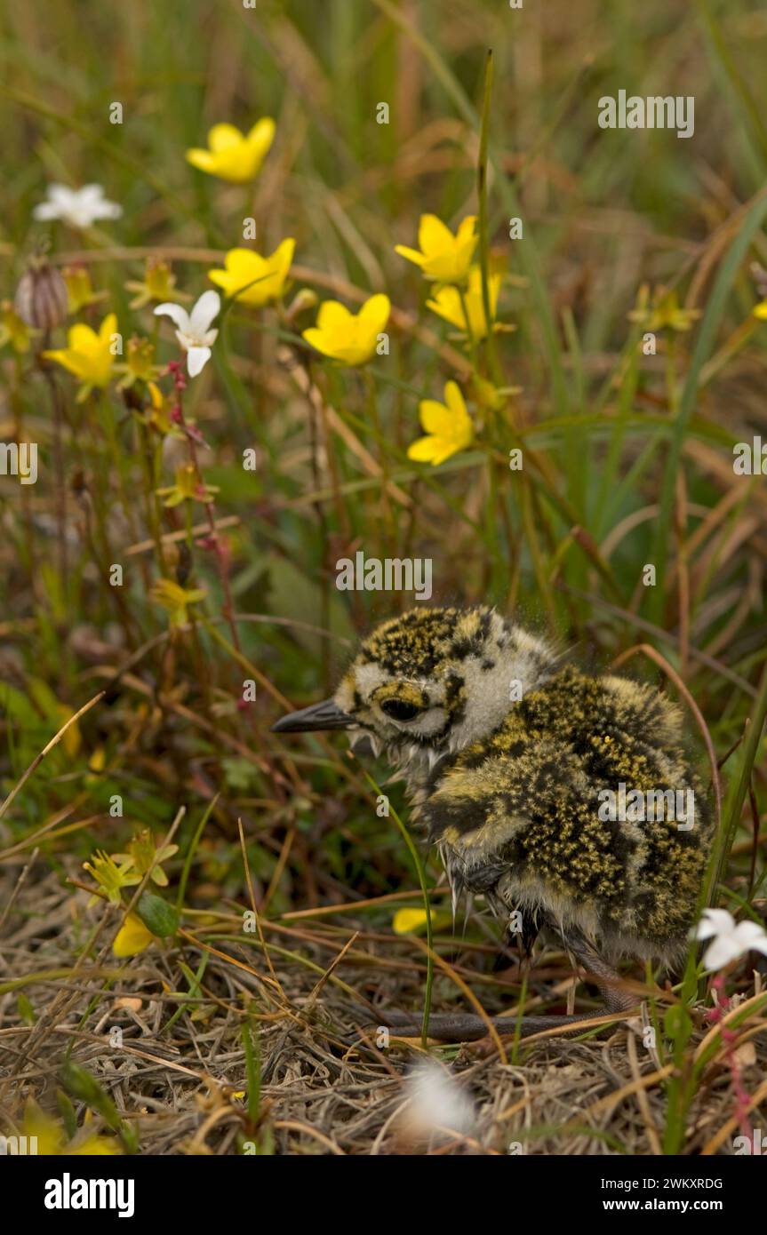 American Golden-Plover Pluvialis dominica chick on the tundra in ...