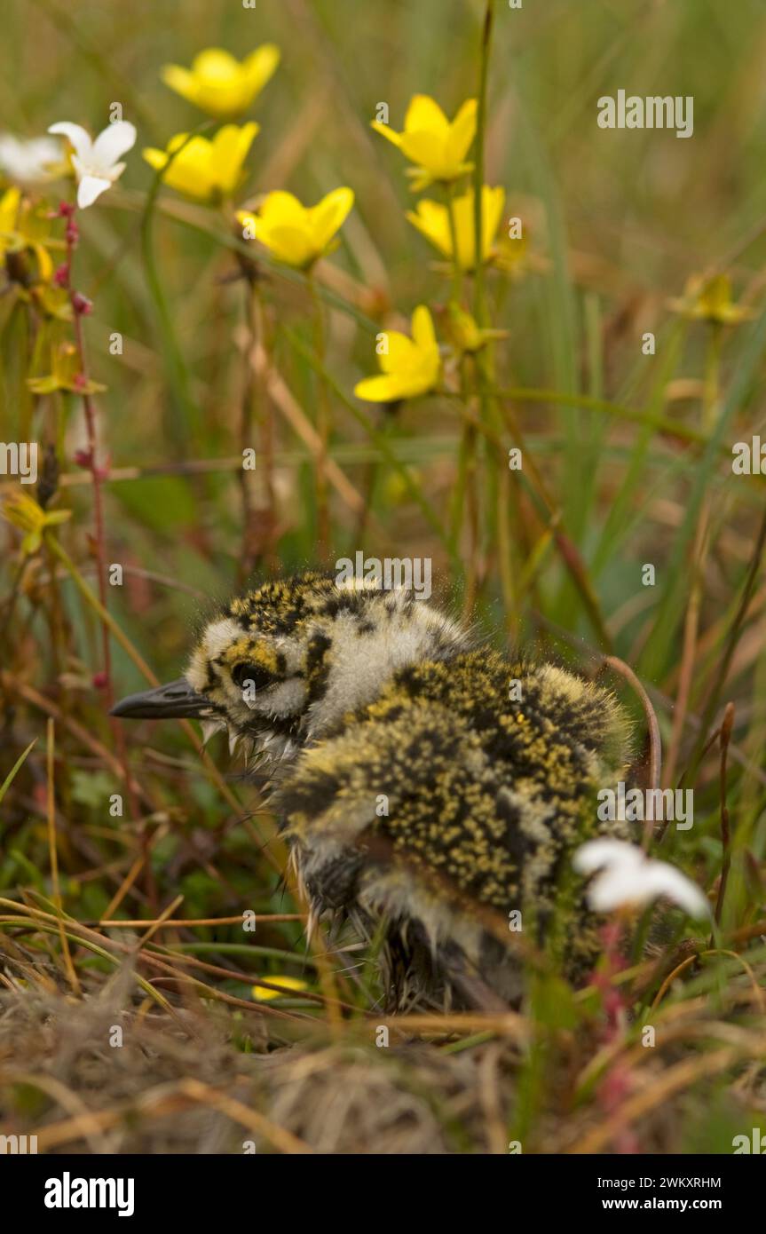 American Golden-Plover Pluvialis dominica chick on the tundra in ...