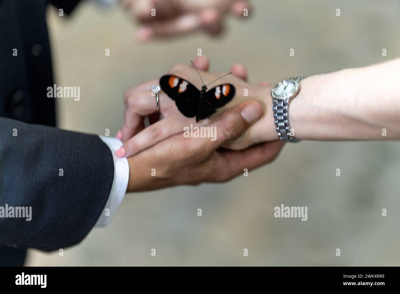 A couple interlocking hands in unity, with a butterfly on their hands ...