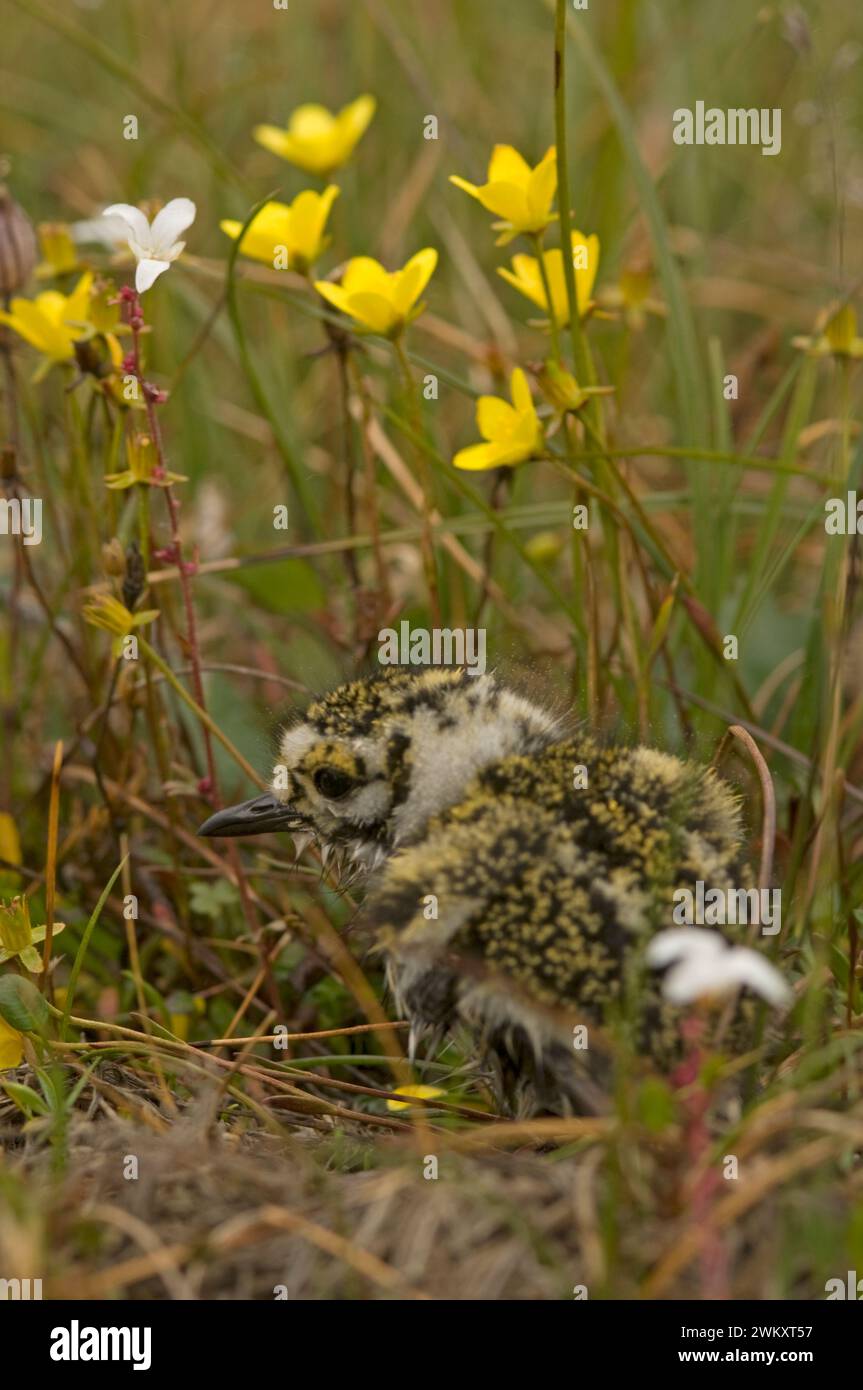 American Golden-Plover Pluvialis dominica chick on the tundra in ...