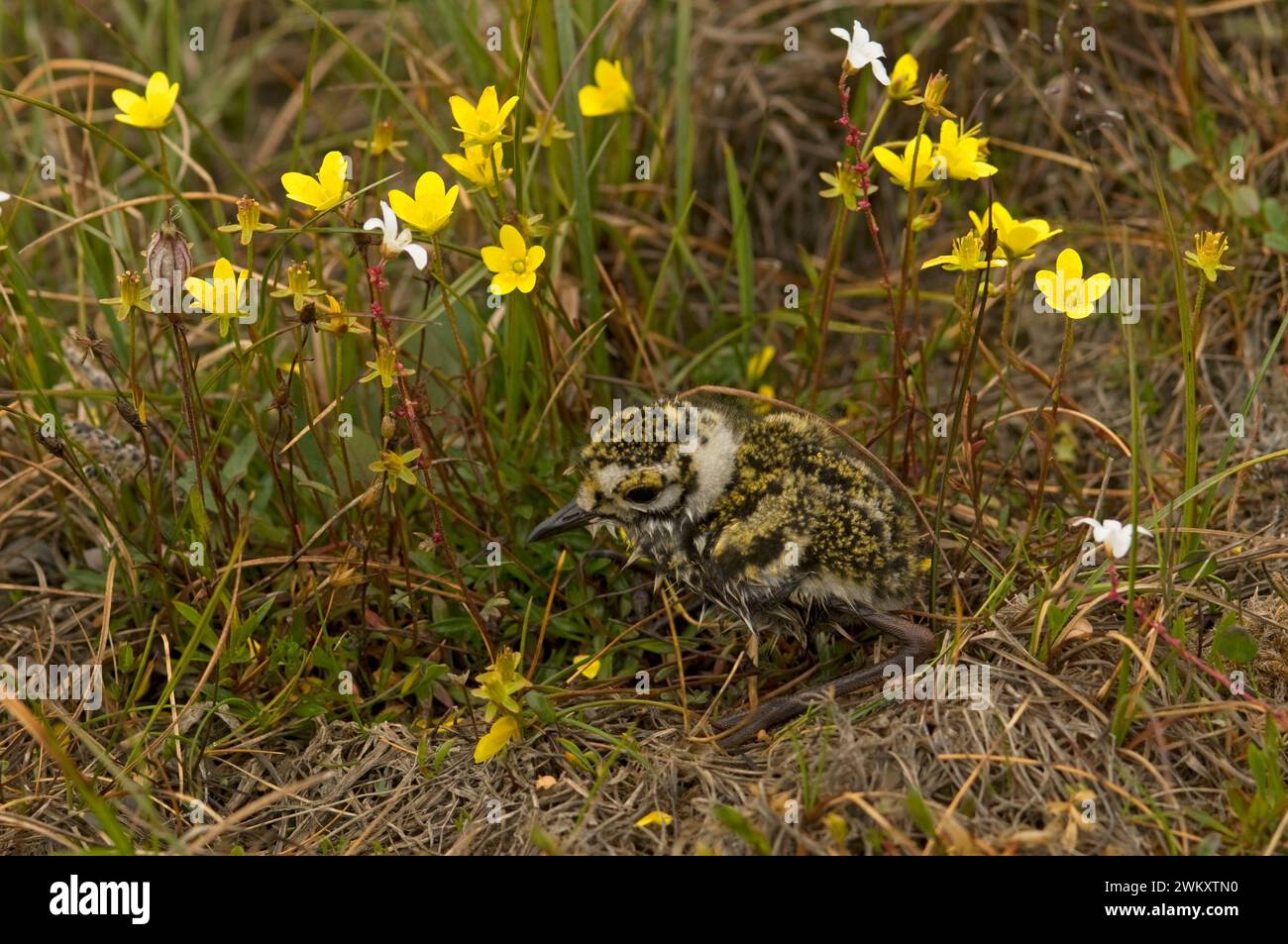 American Golden-Plover Pluvialis dominica chick on the tundra in ...